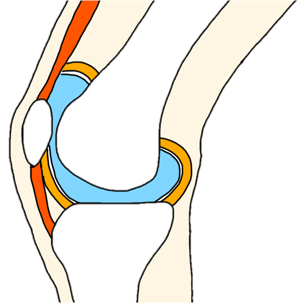ミクリッツ線（Mikulicz line）の正常は？測定方法を解説！ - 白衣のドカタ